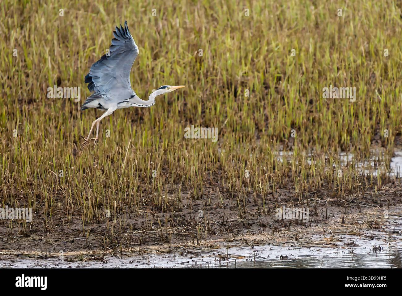 Herons in a wetland flying and hunting Stock Photo - Alamy
