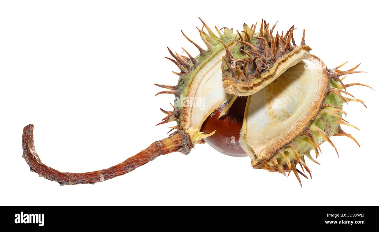 A spiky green horse chestnut pod split in half, revealing a dark fruit ...