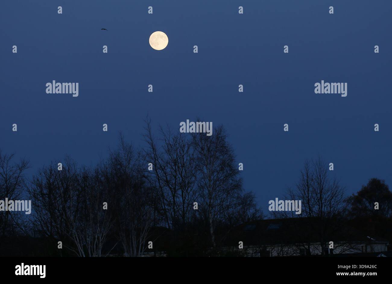 Dublin, Ireland - 04th December 2025 - A view of the December full moon ...