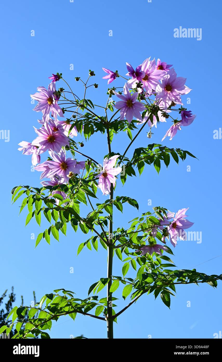 Dahlia imperialis ( Tree dahlia ) flowers. Asteraceae perennial bulbous ...