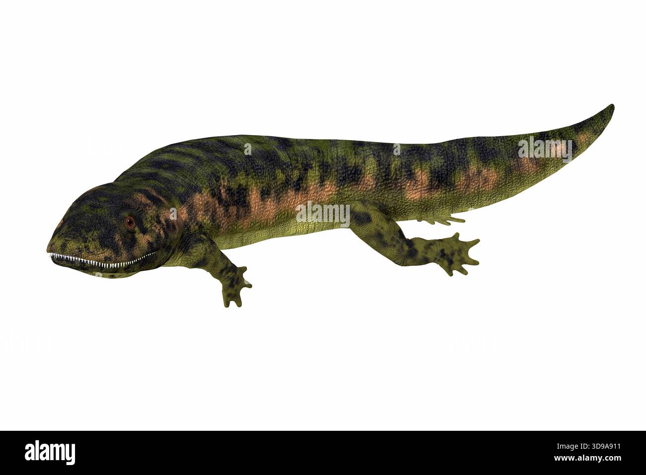 Dendrerpeton was an extinct genus of amphibious carnivore from the ...
