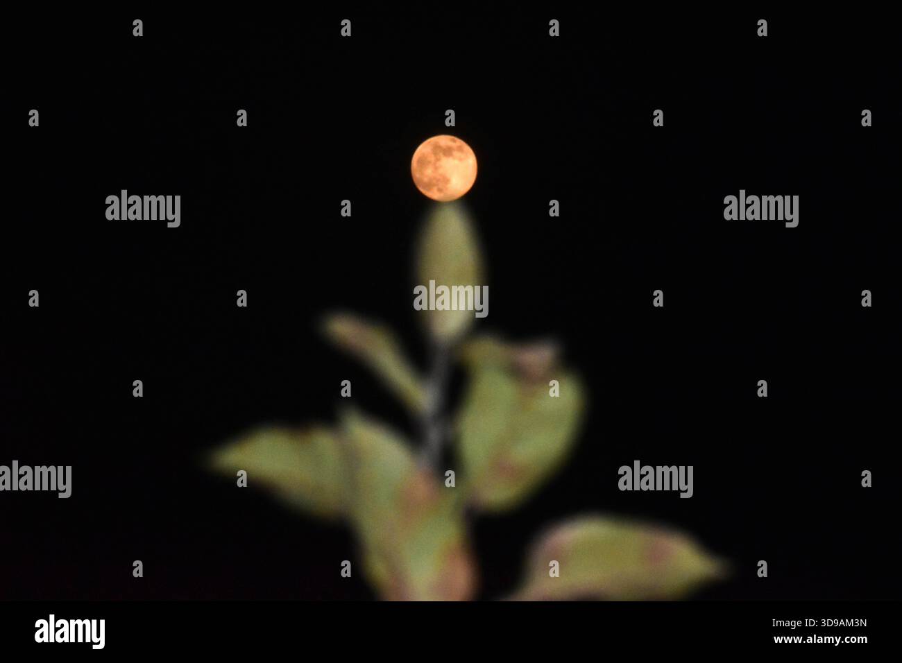 Cold Moon seen over Srinagar in Kashmir. The term 'cold moon ...