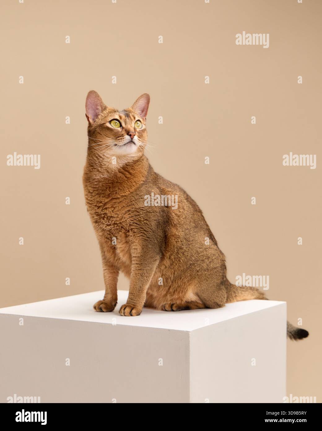 An Abyssinian cat stands upright with full posture on a white cube. Its ...