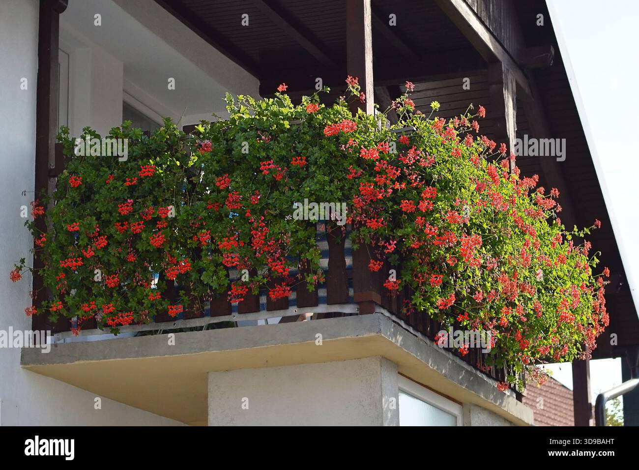 Red trailing geranium flowers on balcony Stock Photo - Alamy