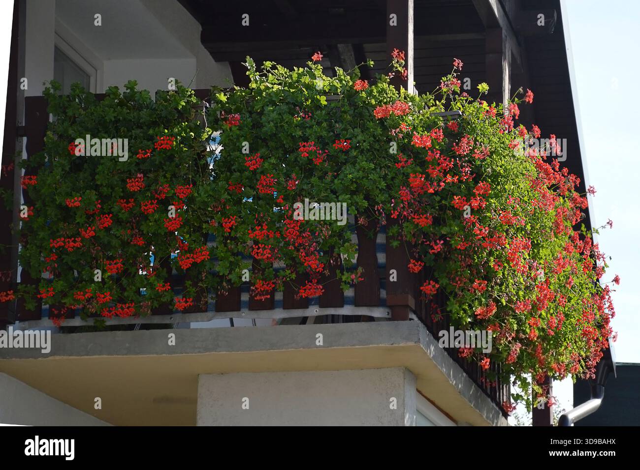 Ivy leaf geranium container hi-res stock photography and images - Alamy
