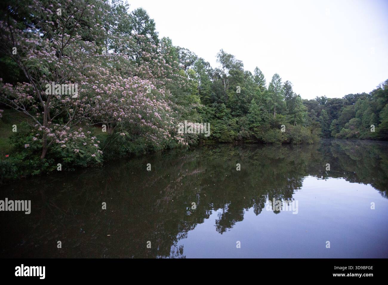 Tree over pond hi-res stock photography and images - Alamy