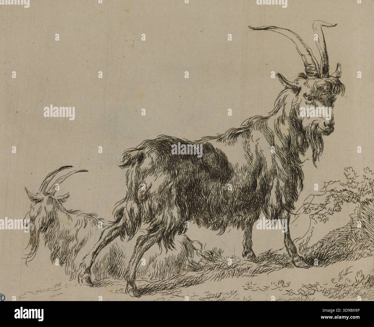 Hind legs extended hi-res stock photography and images - Alamy