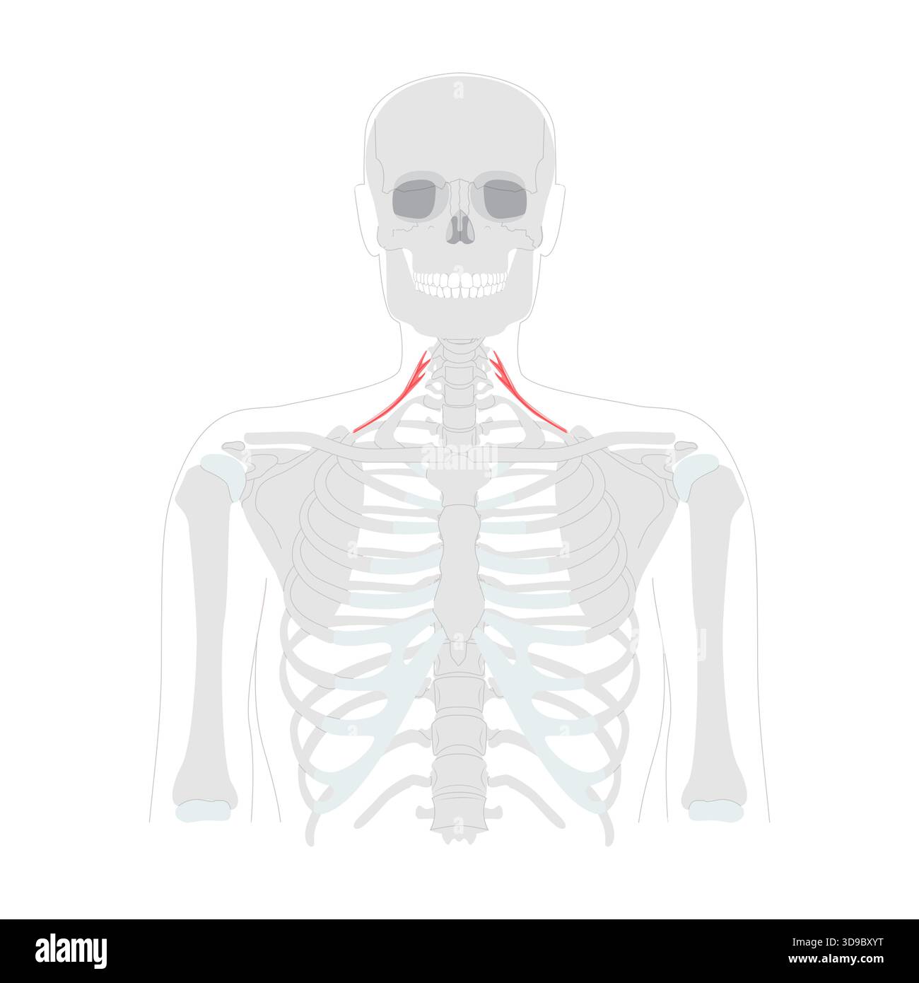 Posterior scalene - neck muscle shown raising the second rib, also ...