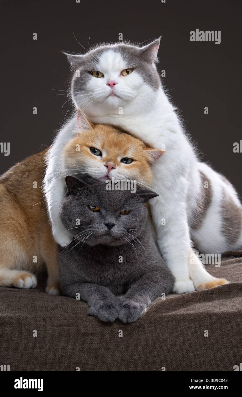 Three fluffy British Shorthair cats in different fur colors lie ...