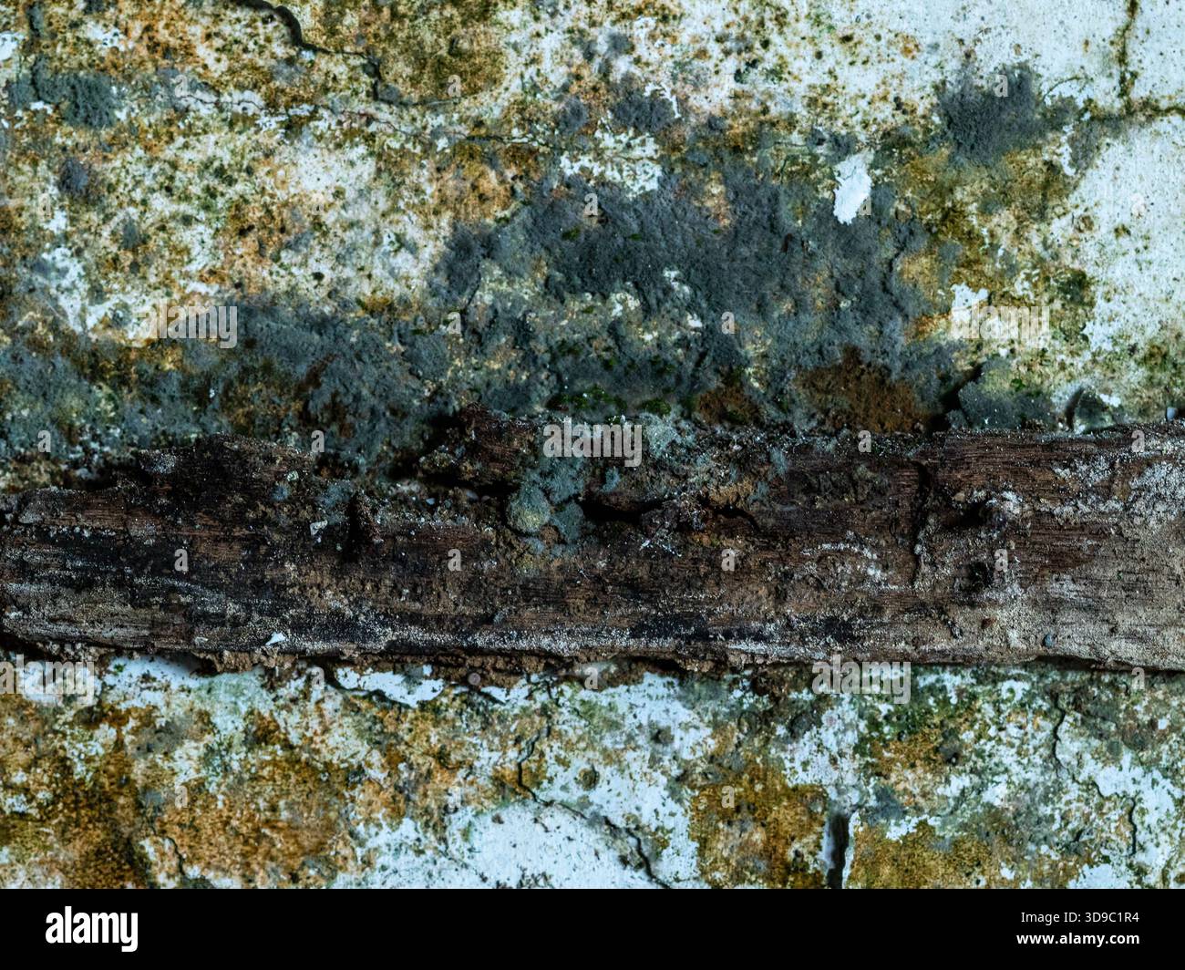 Algae on broken sign hi-res stock photography and images - Alamy