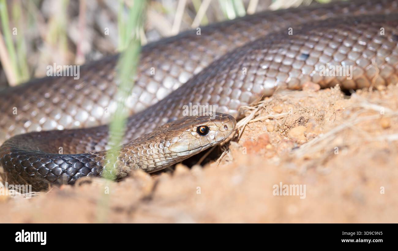 Pseudonaja affinis western australia hi-res stock photography and ...