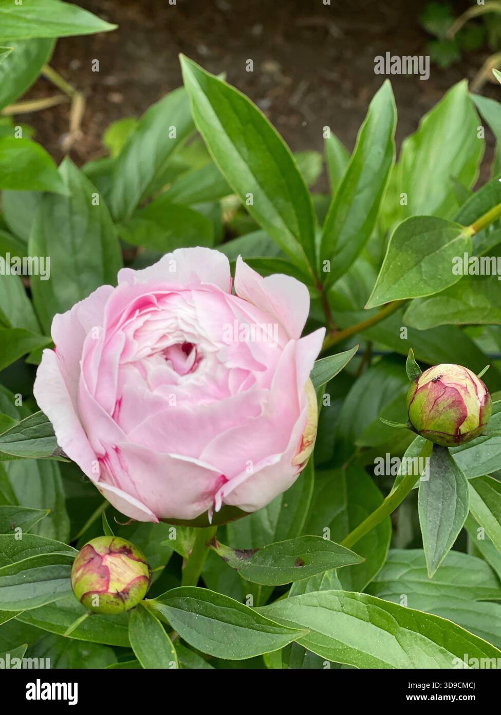 A peony unfolds its petals under the spring sun in Central Park Stock ...