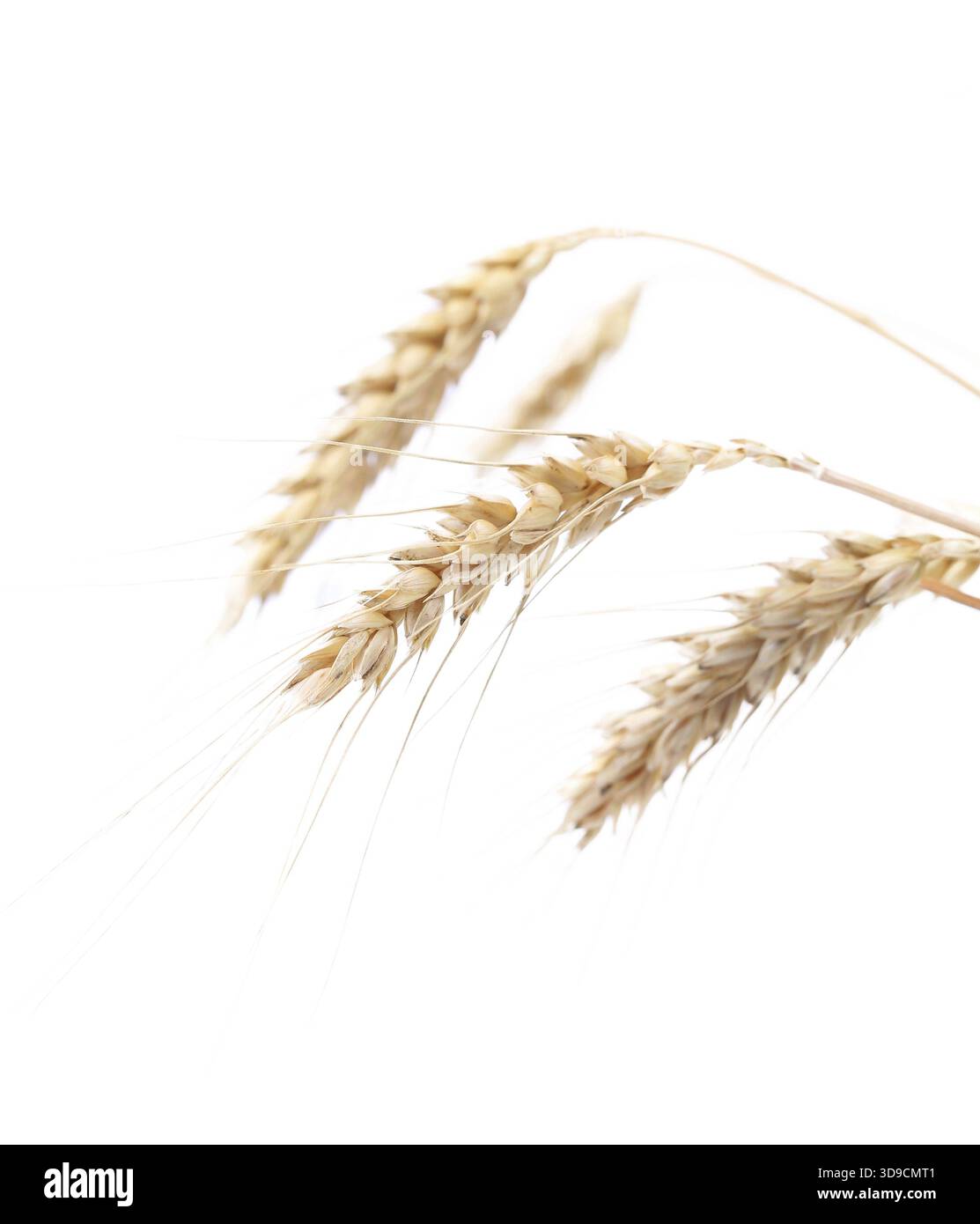 Flowering grass background on Cut Out Stock Images & Pictures - Alamy