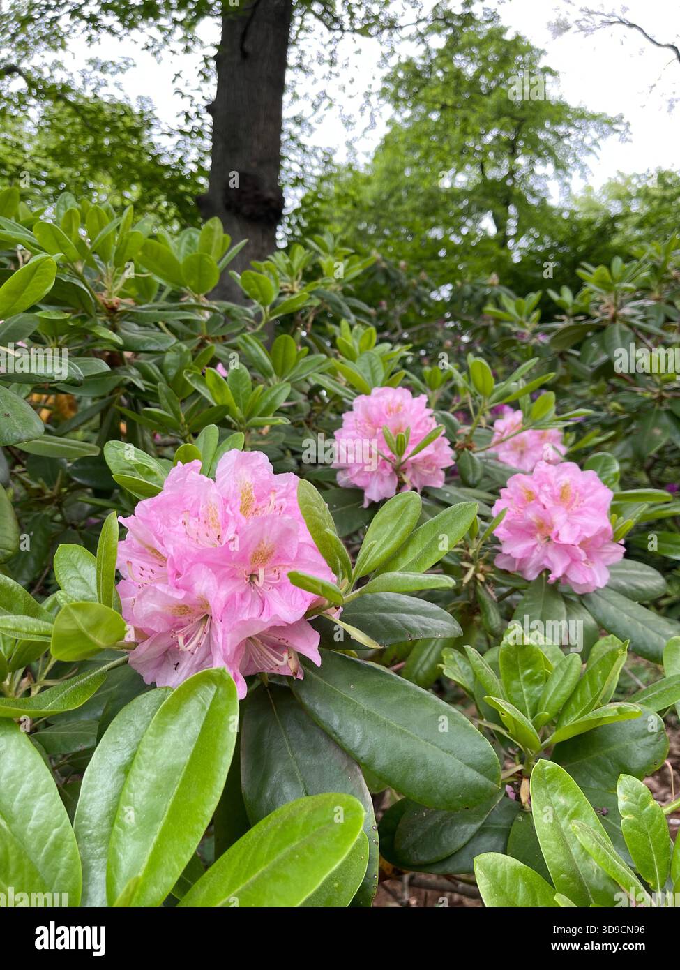 Vibrant spring blossoms filling Central Park with color Stock Photo - Alamy