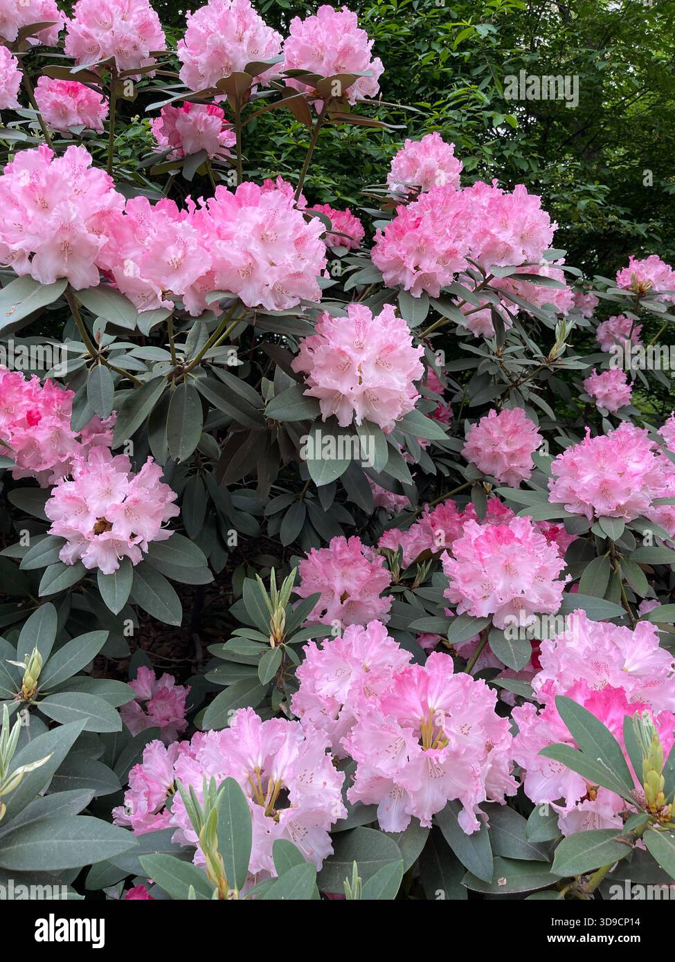 Spring flowers adding vivid color to Central Park’s landscape Stock ...