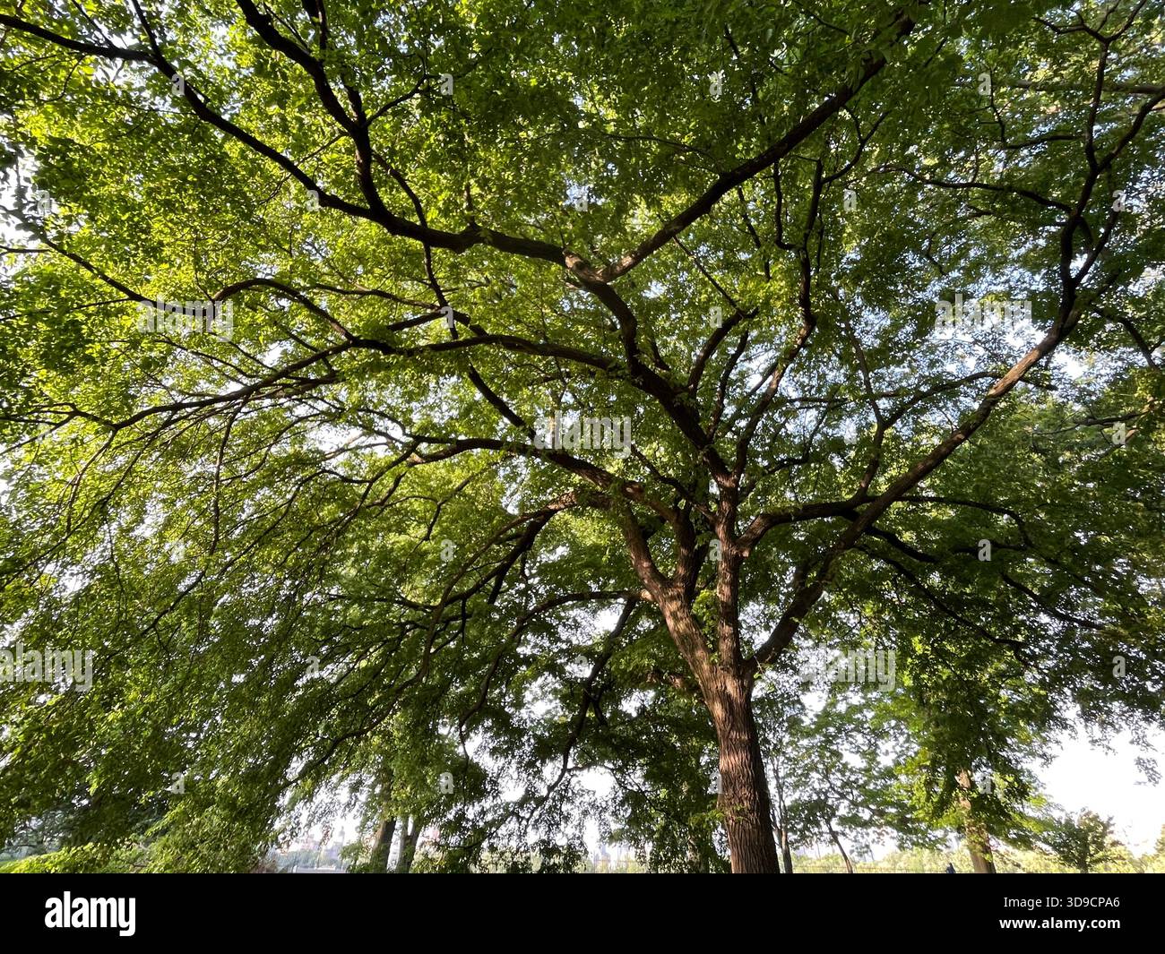 Blooming trees brightening Central Park, NYC Stock Photo - Alamy
