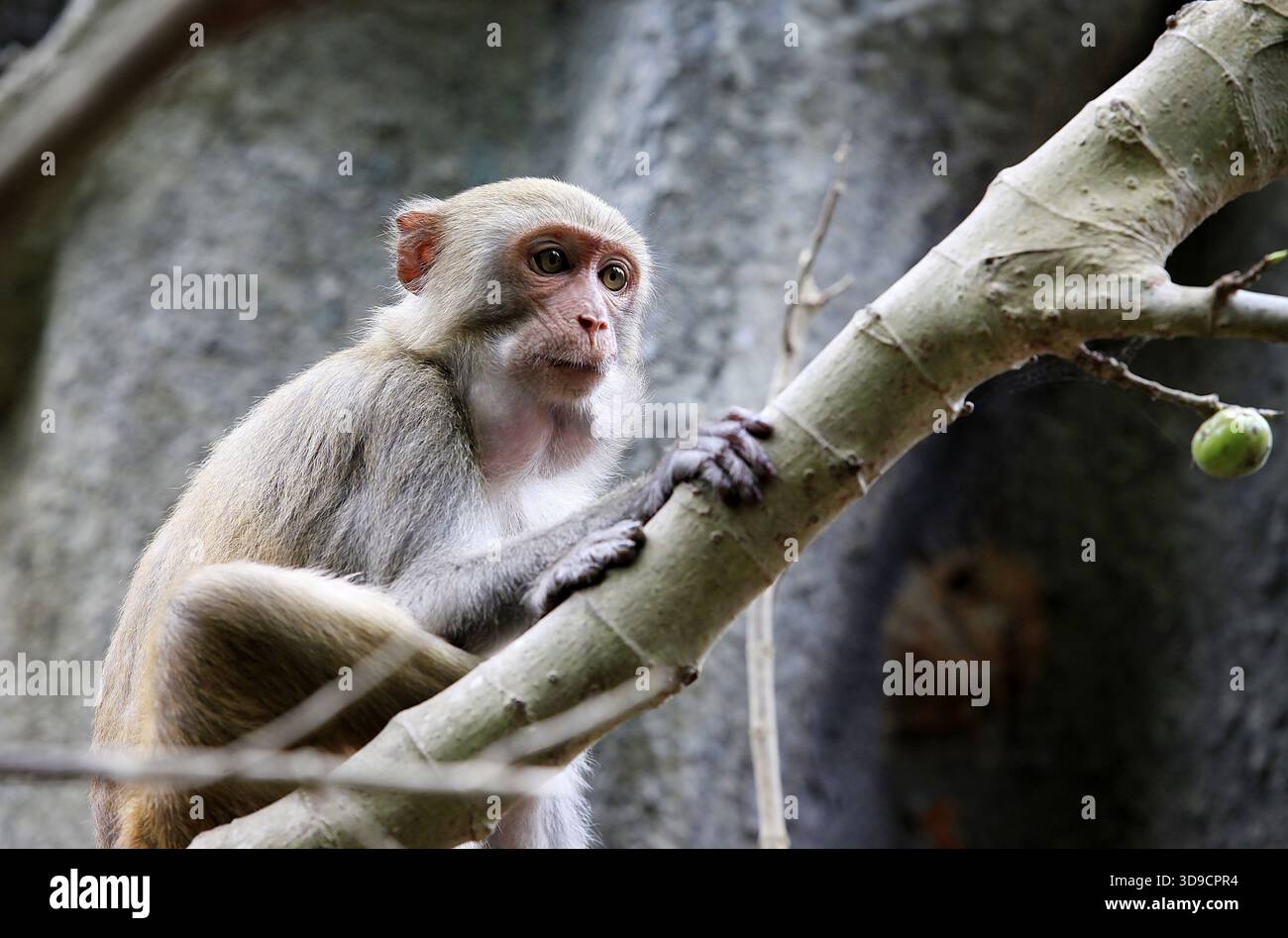 Portrait of the sad monkey. Park of monkeys in China Stock Photo - Alamy