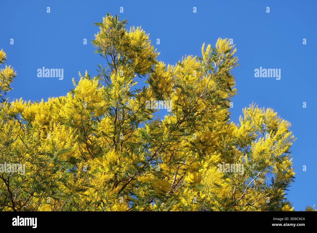 Acacia dealbata tree in blossom. This plant with yellow flowers is also ...