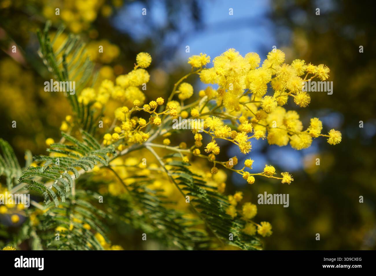 Acacia dealbata tree in blossom. This plant with yellow flowers is also ...