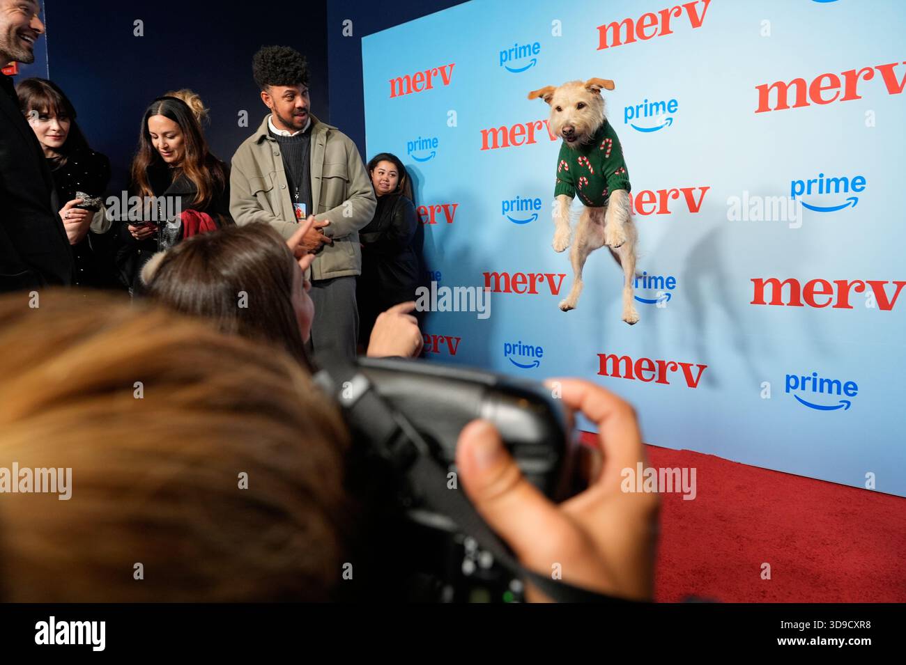Gus the Dog, who plays the title character in "Merv," jumps for ...