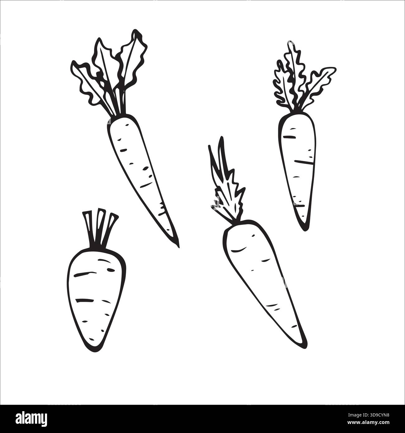 Fresh carrot harvest hand Black and White Stock Photos & Images - Alamy