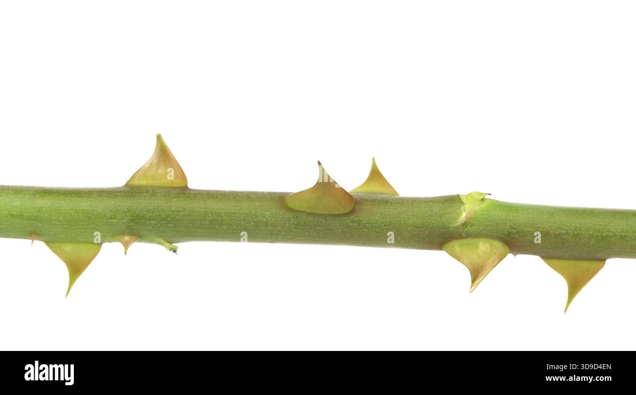 Rose thorn disease hi-res stock photography and images - Alamy