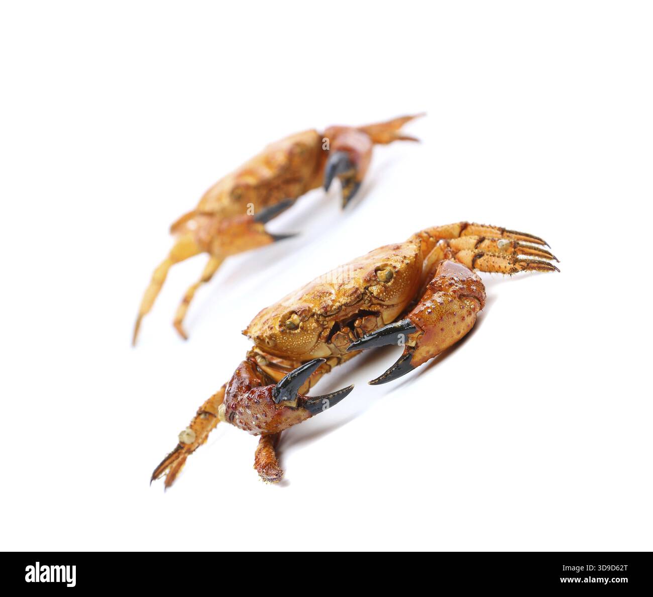 Two yellow boiled crab hi-res stock photography and images - Alamy
