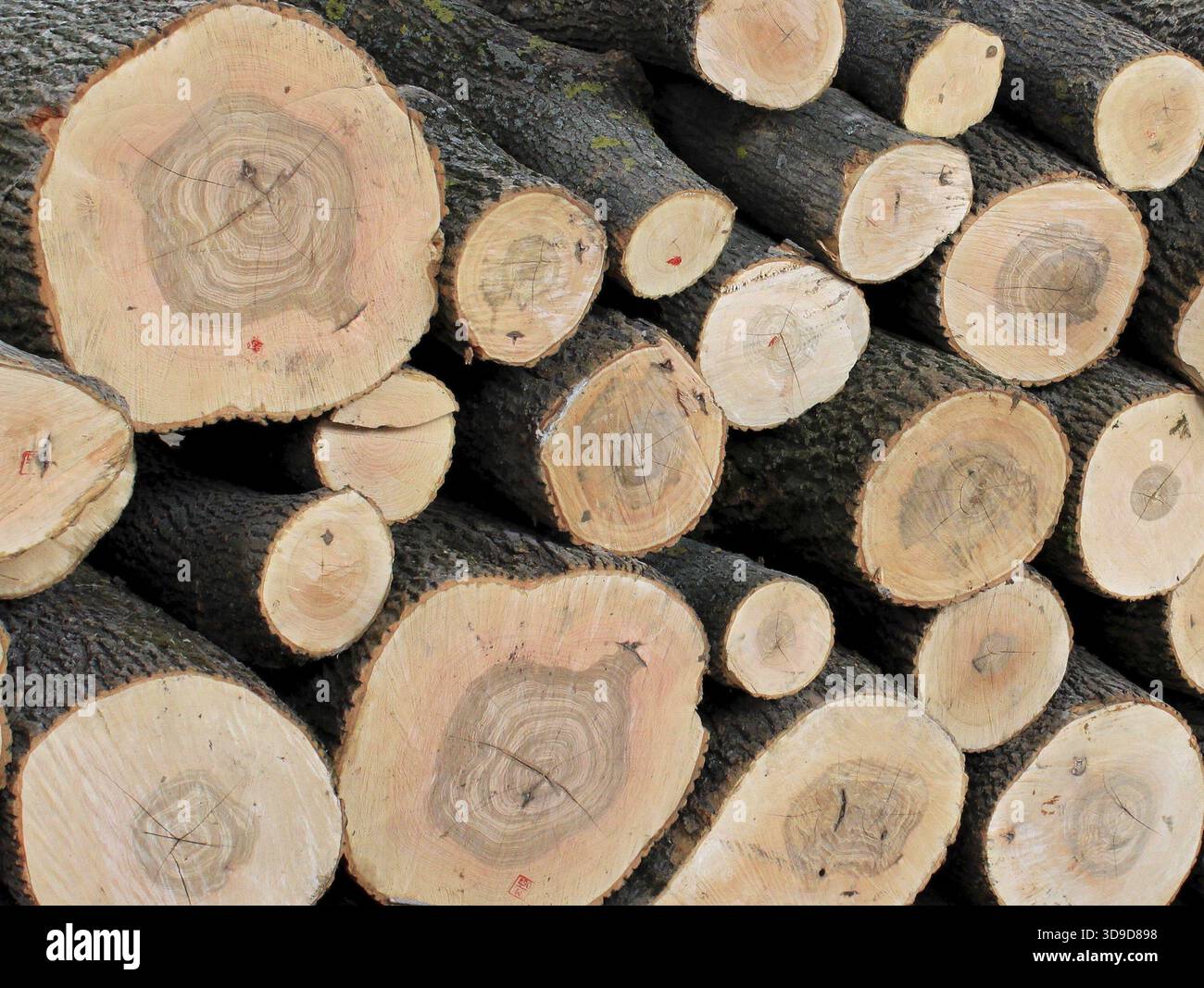 Timber ends hi-res stock photography and images - Alamy