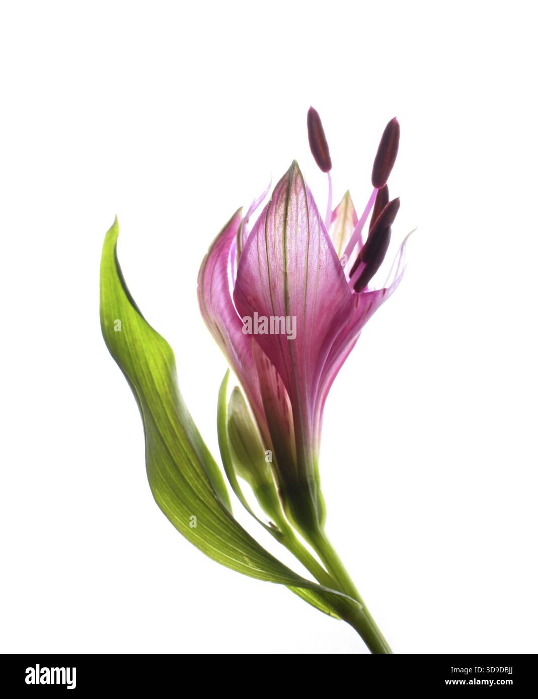 Flowering shoot Cut Out Stock Images & Pictures - Alamy