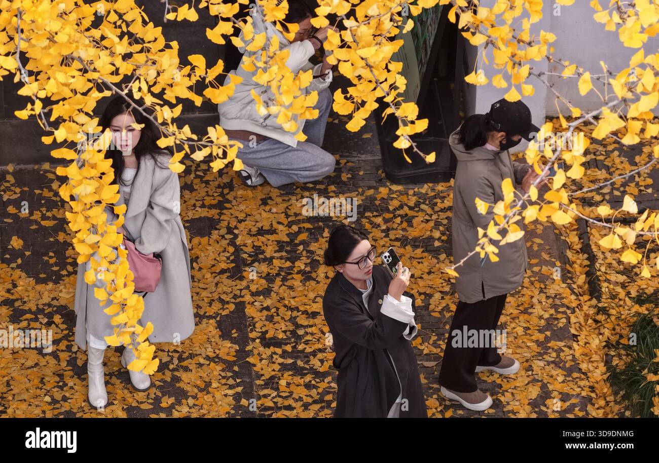 Ginkgo trees enter the best viewing time in Yangzhou City, east China's ...