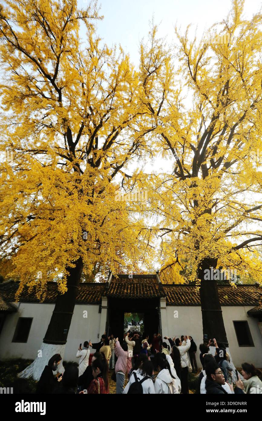 Ginkgo trees enter the best viewing time in Yangzhou City, east China's ...