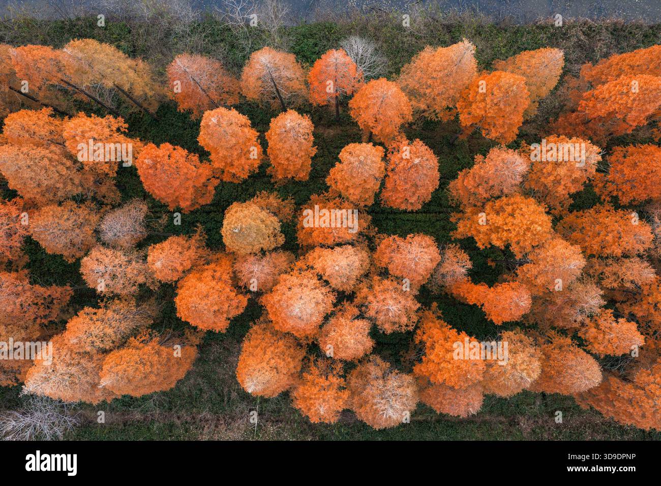 YANCHENG, CHINA - DECEMBER 4, 2025 - Blooming Metasequoia Forest in ...