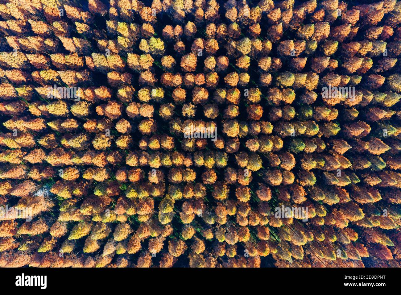 YANCHENG, CHINA - DECEMBER 4, 2025 - Blooming Metasequoia Forest in ...