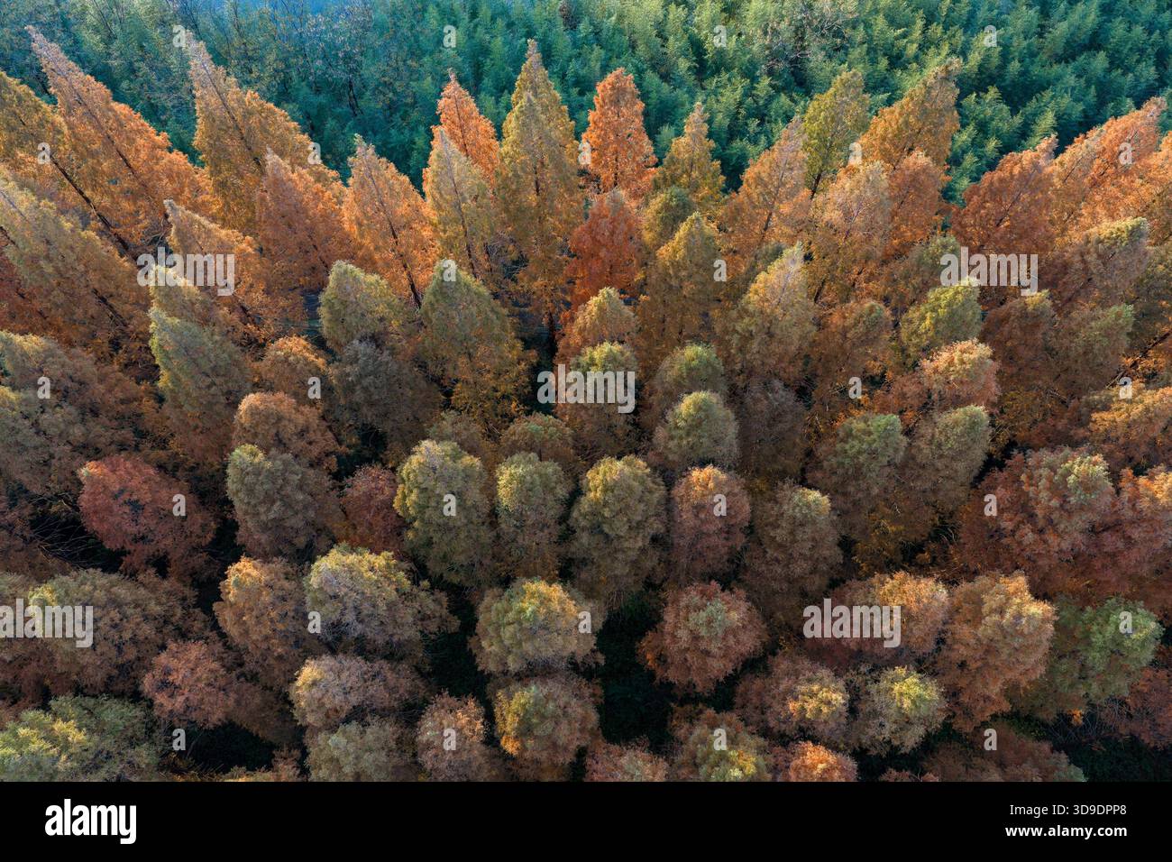 YANCHENG, CHINA - DECEMBER 4, 2025 - Blooming Metasequoia Forest in ...