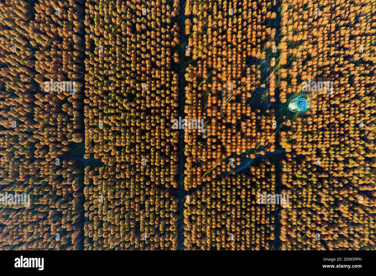 YANCHENG, CHINA - DECEMBER 4, 2025 - Tourists visit the blooming ...