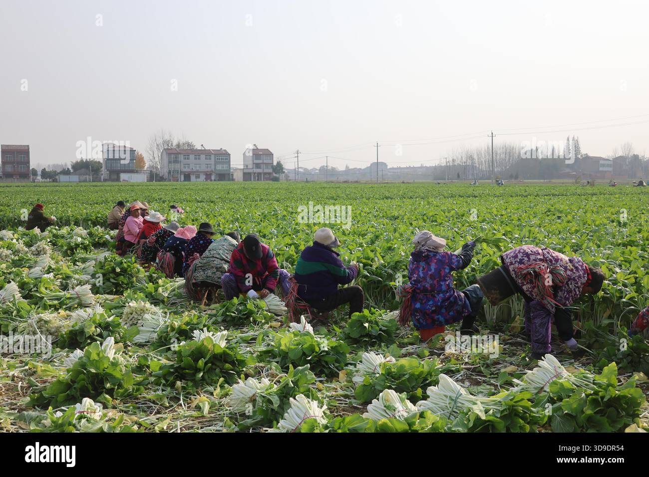 Farmers havest Chinese cabbage in the field in Xiaogan City, central ...