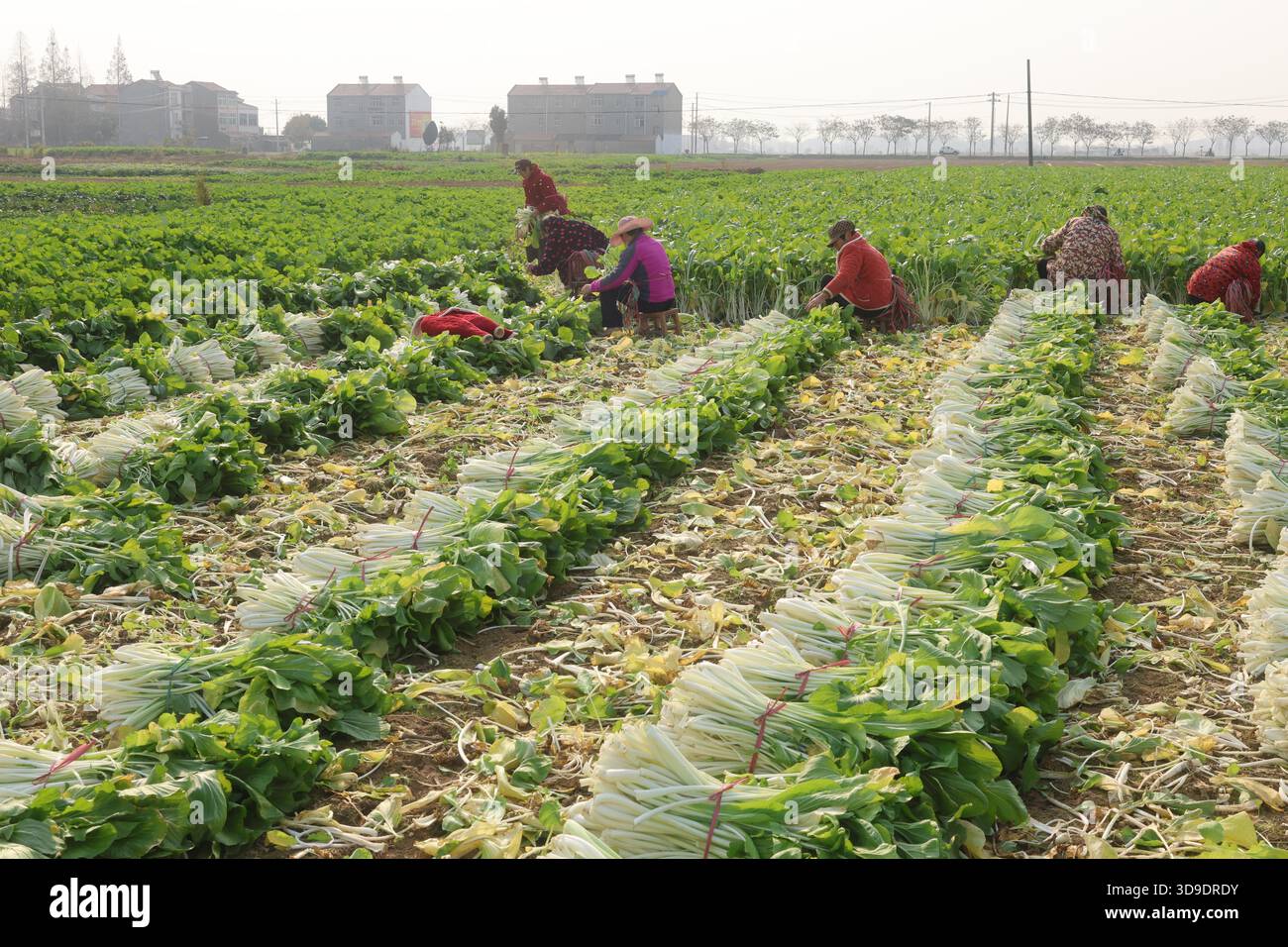Farmers havest Chinese cabbage in the field in Xiaogan City, central ...