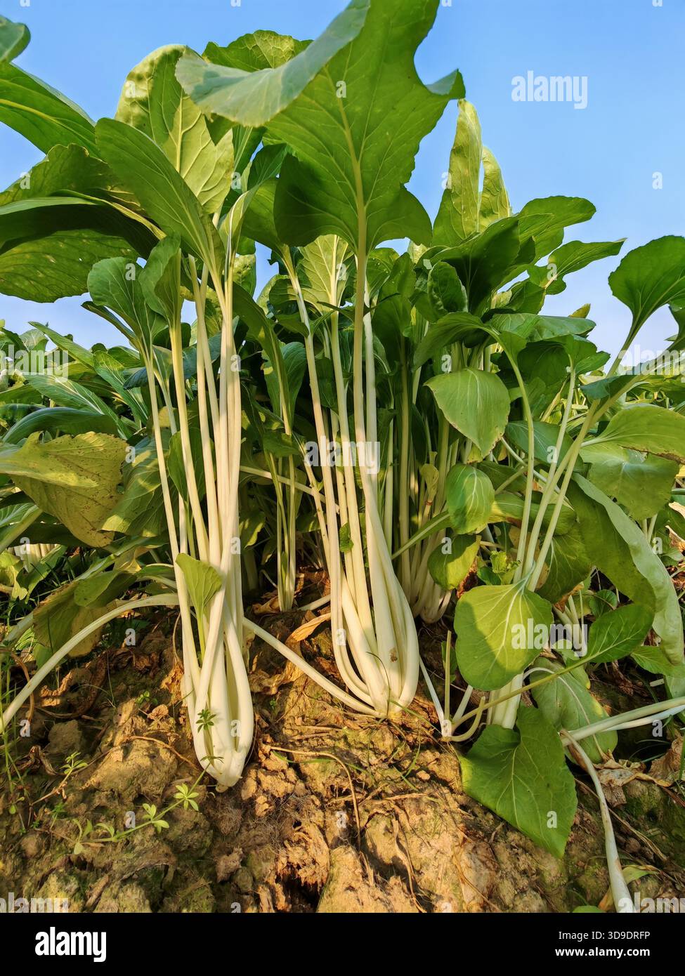 Farmers havest Chinese cabbage in the field in Xiaogan City, central ...