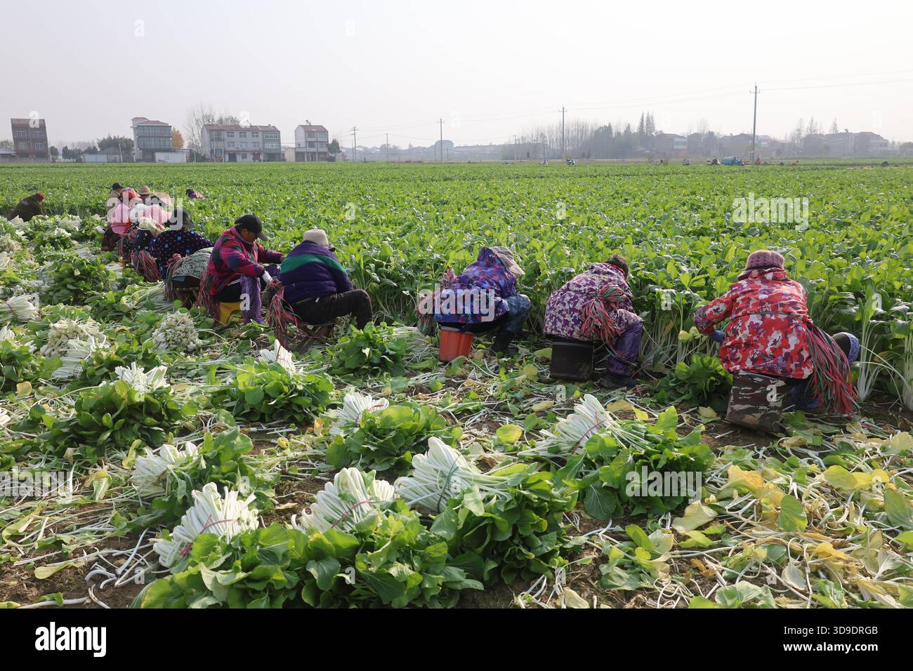 Farmers havest Chinese cabbage in the field in Xiaogan City, central ...