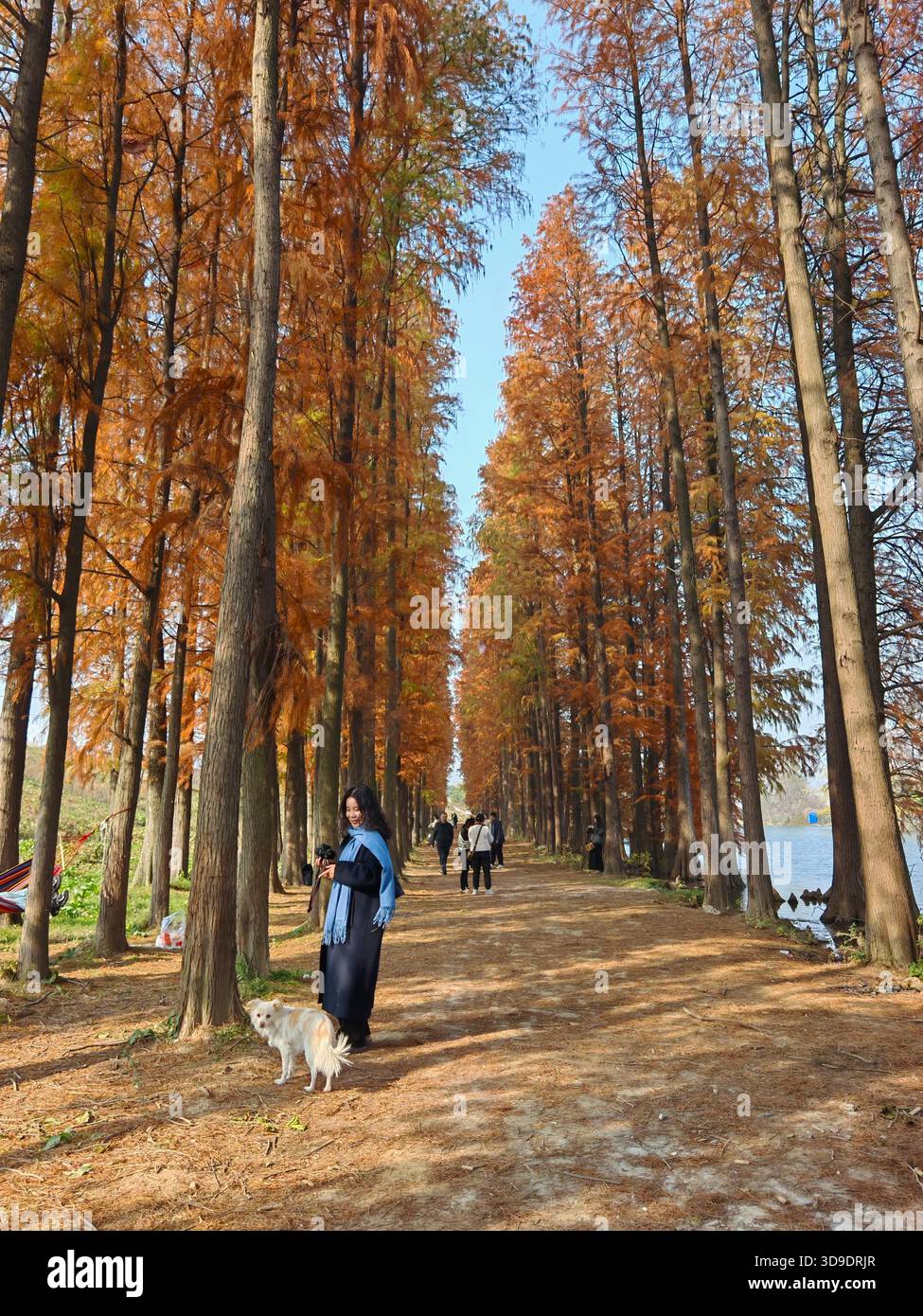 Redwood forest scenery in Yunmeng County, Xiaogan City, central China's ...