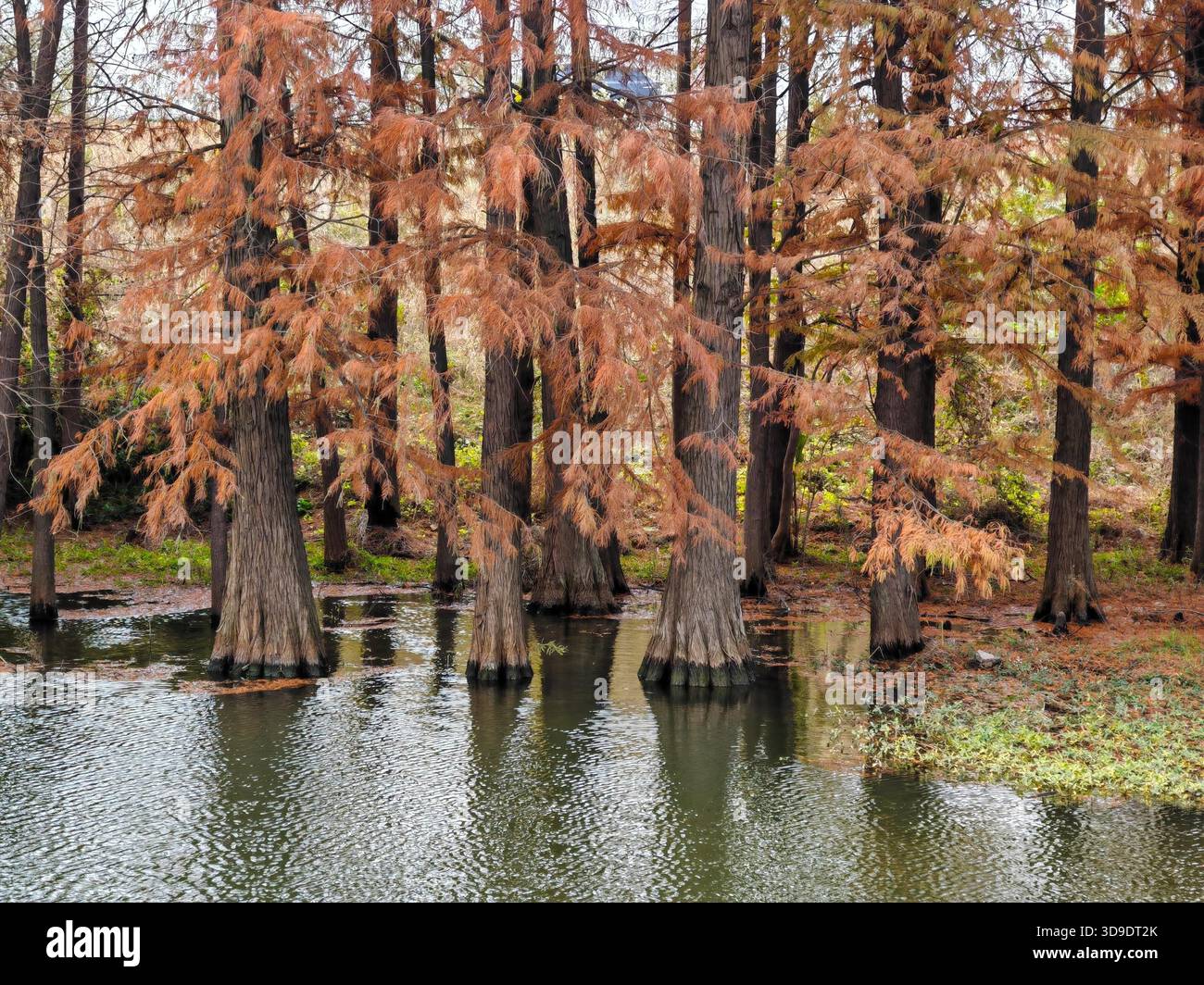 Redwood forest scenery in Yunmeng County, Xiaogan City, central China's ...