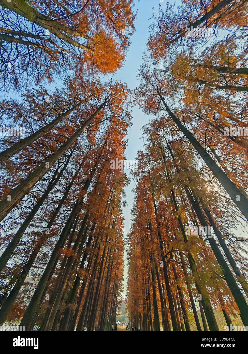 Redwood forest scenery in Yunmeng County, Xiaogan City, central China's ...