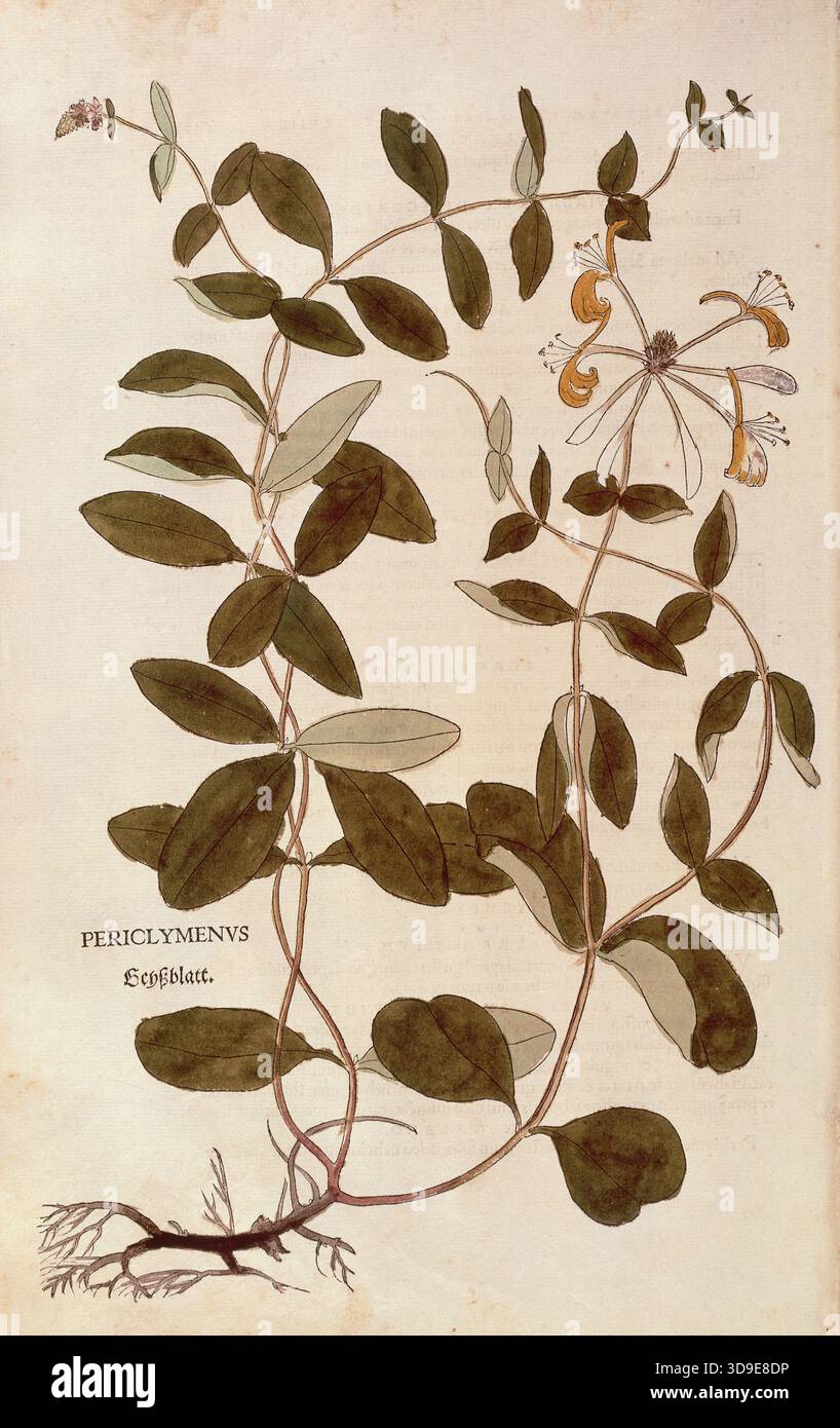 Honeysuckle, Lonicera periclymenum, colored illustration by Leonhart ...