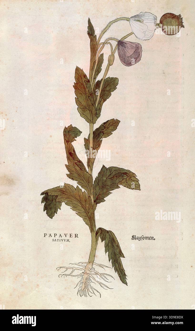 Poppy, opium poppy, Papaver somniferum, Papaver satiuum, colored ...