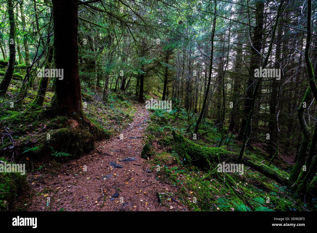 Footpath through line trees hi-res stock photography and images - Alamy