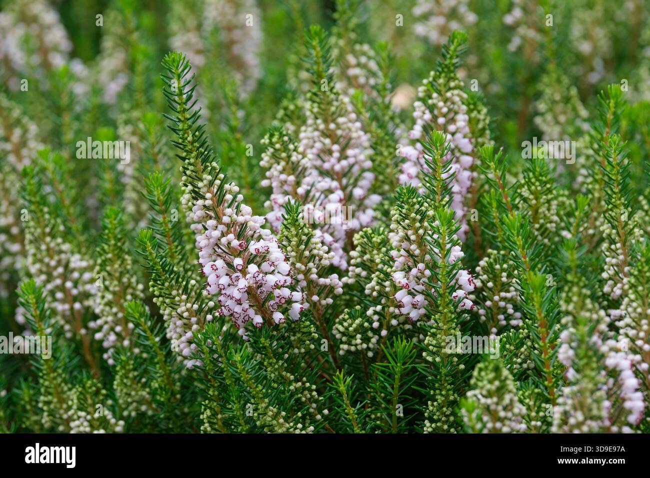 Dense panicles of flowers hi-res stock photography and images - Alamy
