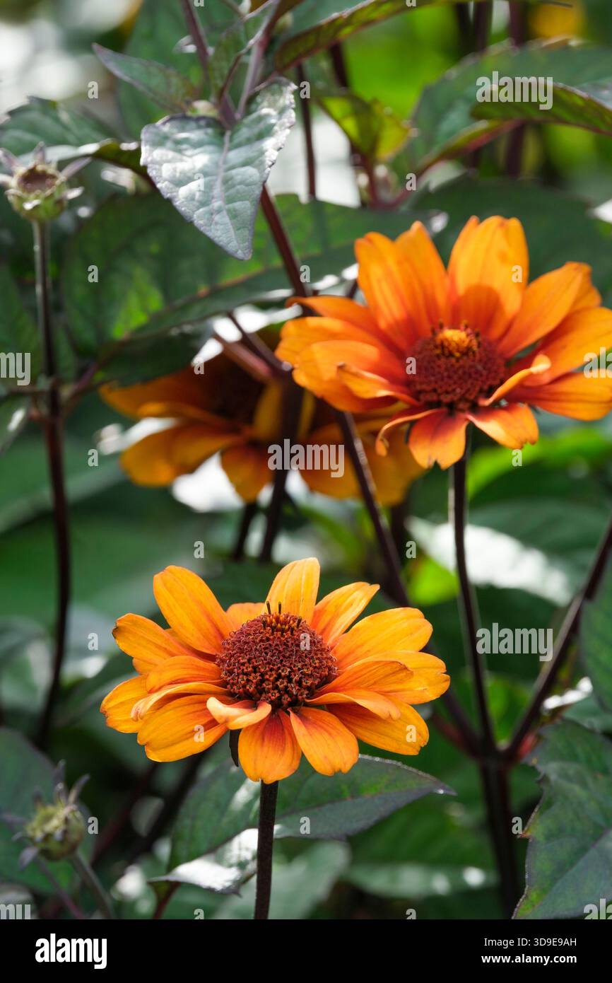 Heliopsis helianthoides scabra bleeding hearts hi-res stock photography ...