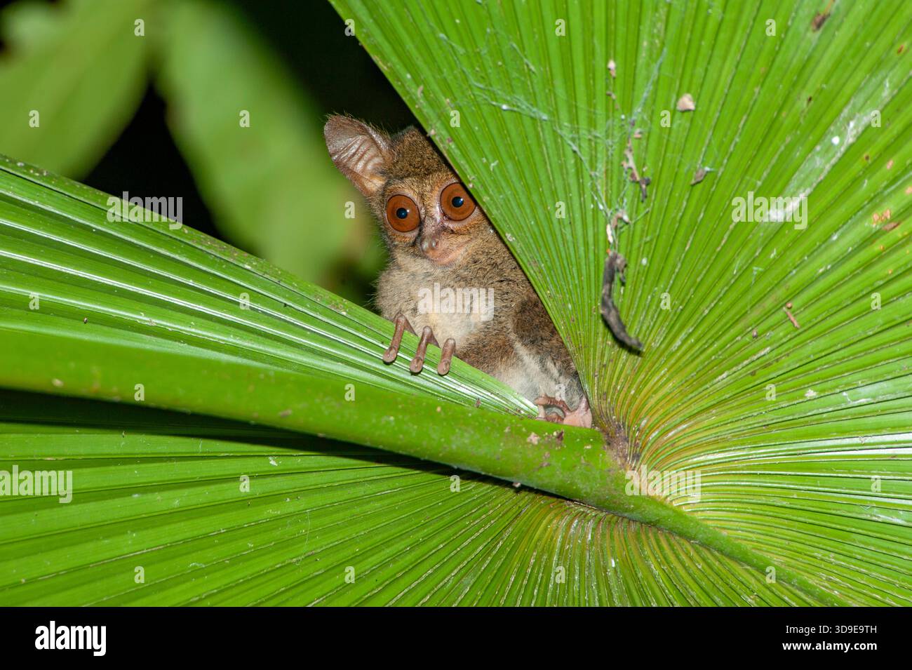 Unique duets hi-res stock photography and images - Alamy