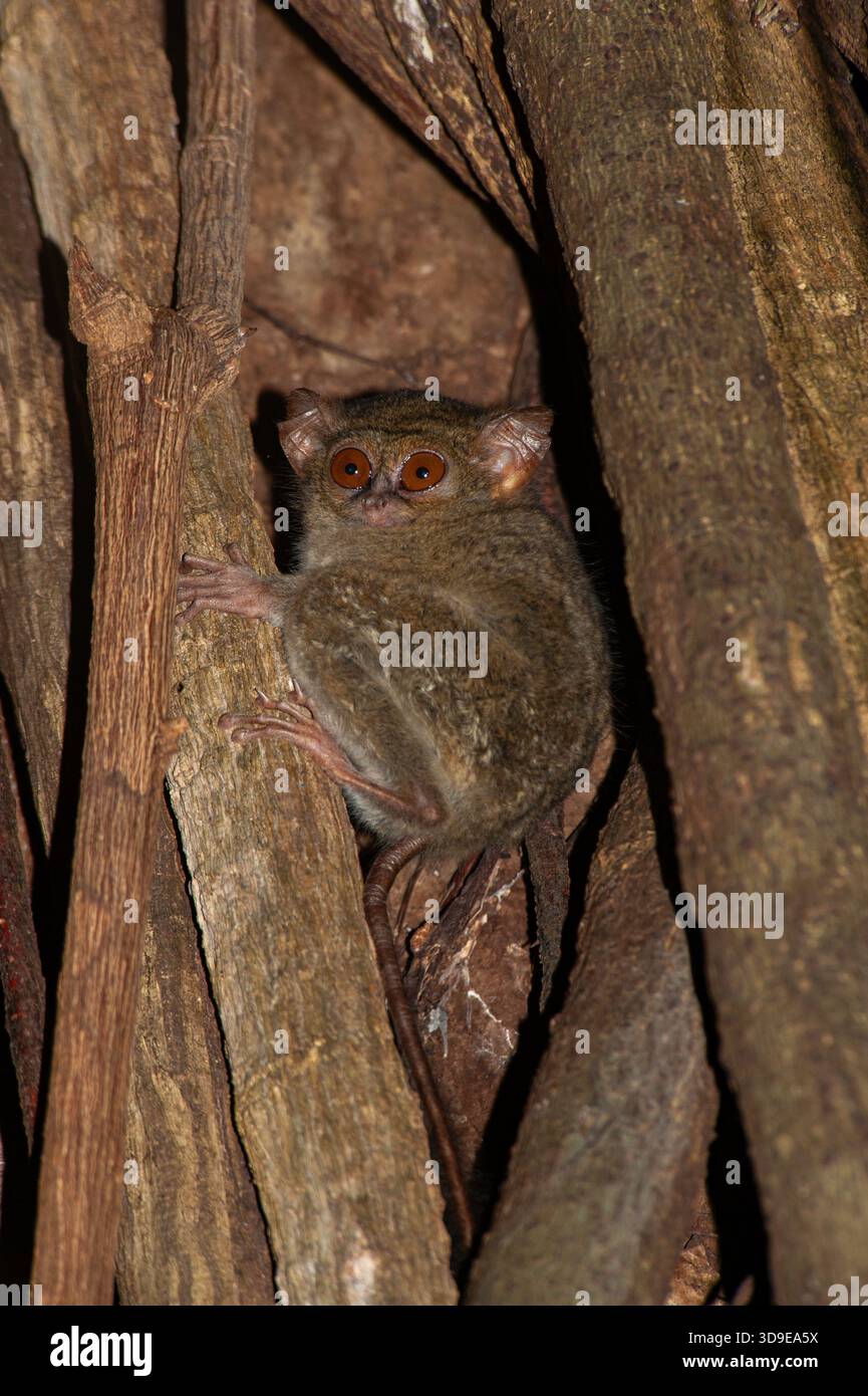 A spectral tarsier, Tarsius tarsier, the smallest primate and an ...