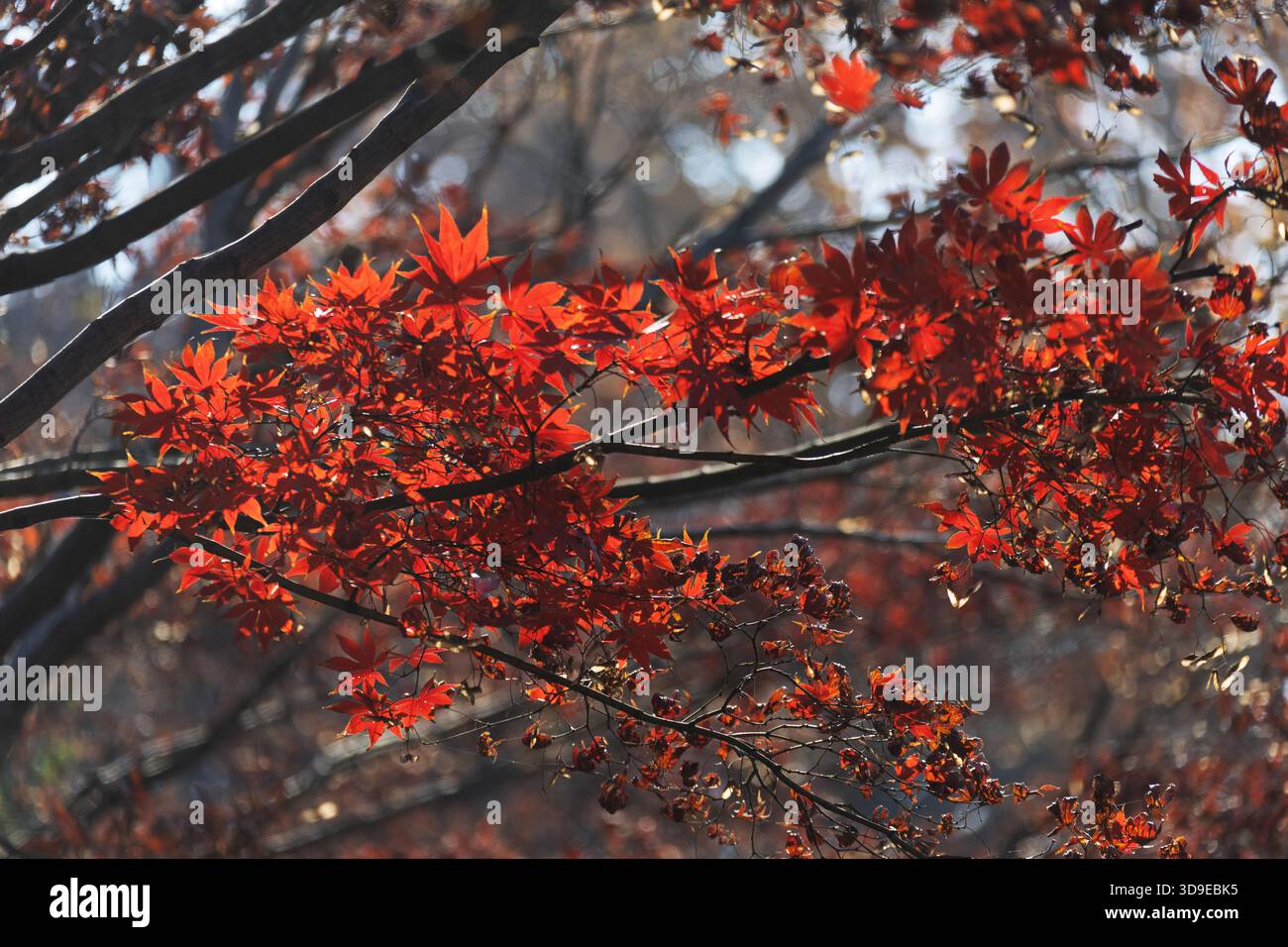 Maple trees at Yuhuatai scenic area attract tourists in Nanjing City ...